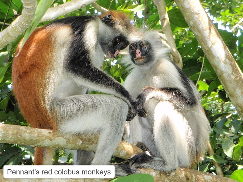 FUN FACTS ABOUT AFRICAN REGIONS – Central Africa – Africa Kids Book Club